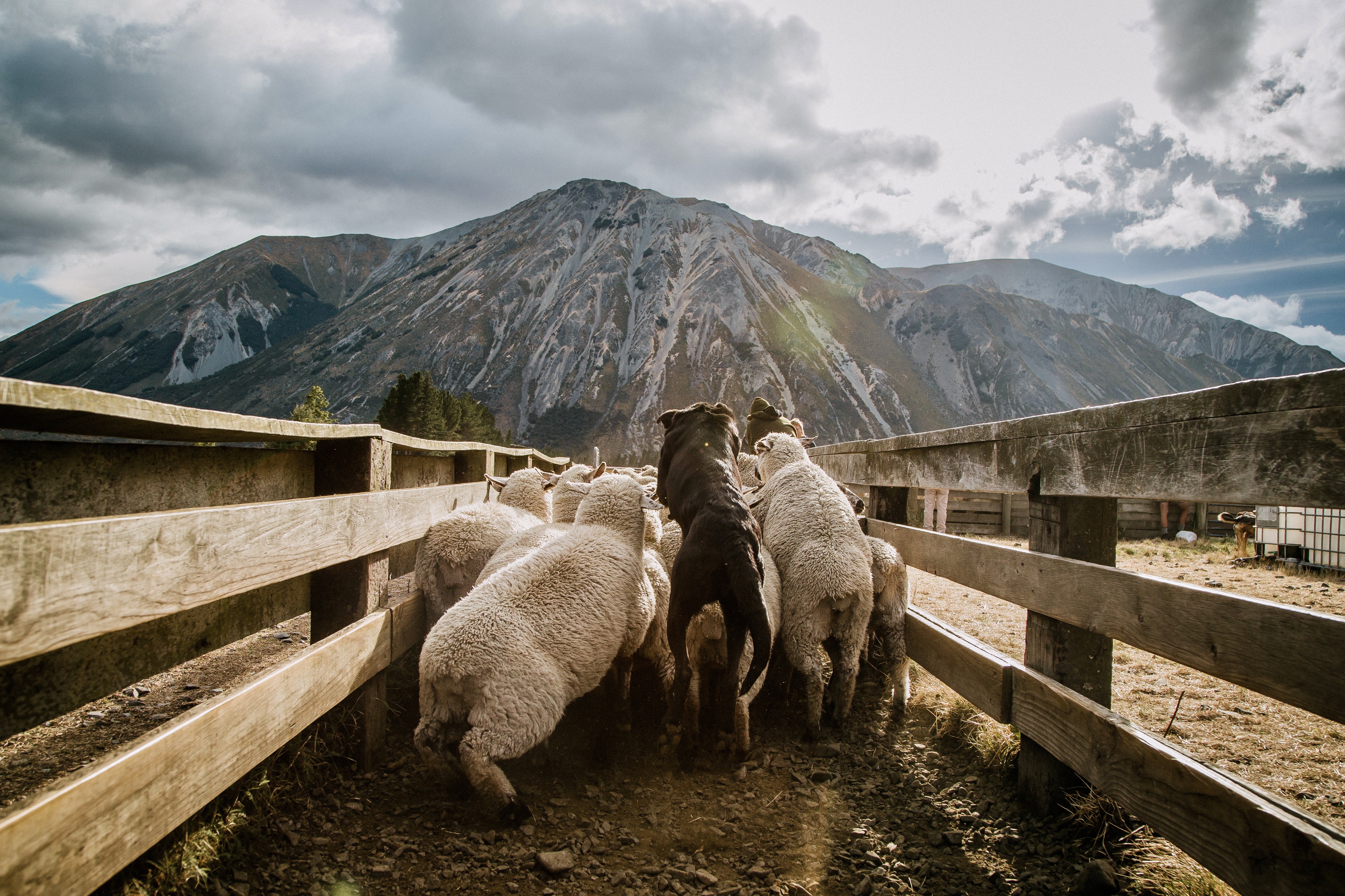 Our Signature Farm Tour | Flockhill Luxury Farm Stay, New Zealand